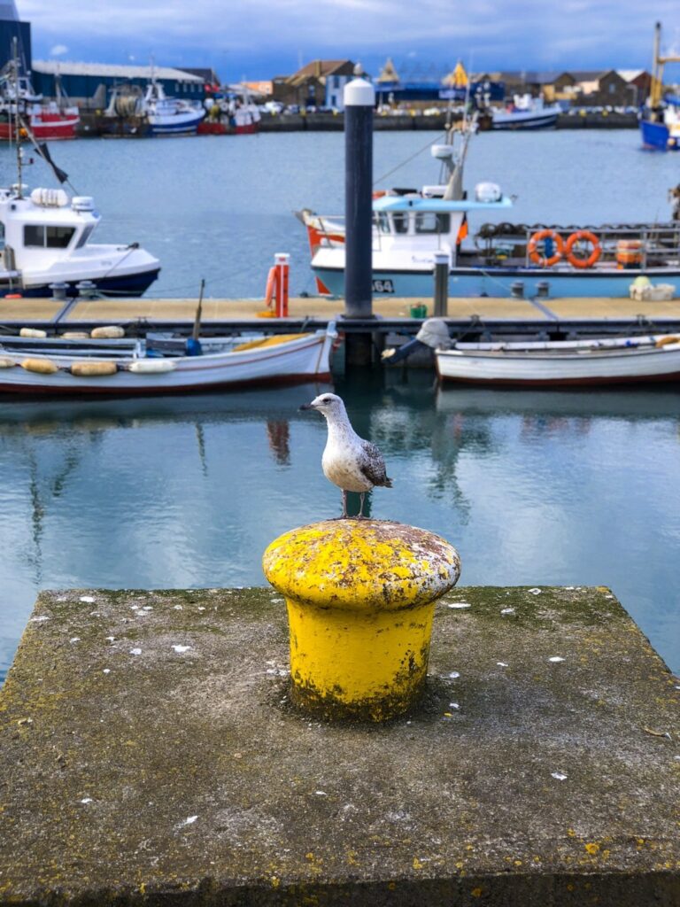 ¿Qué ver en Howth Irlanda? - Passporter Blog