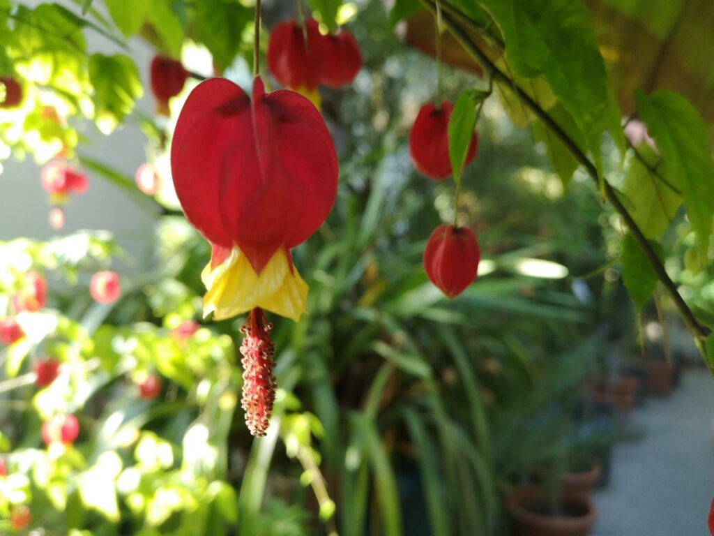 ¿Qué ver en Lovaina Bélgica? - Passporter Blog