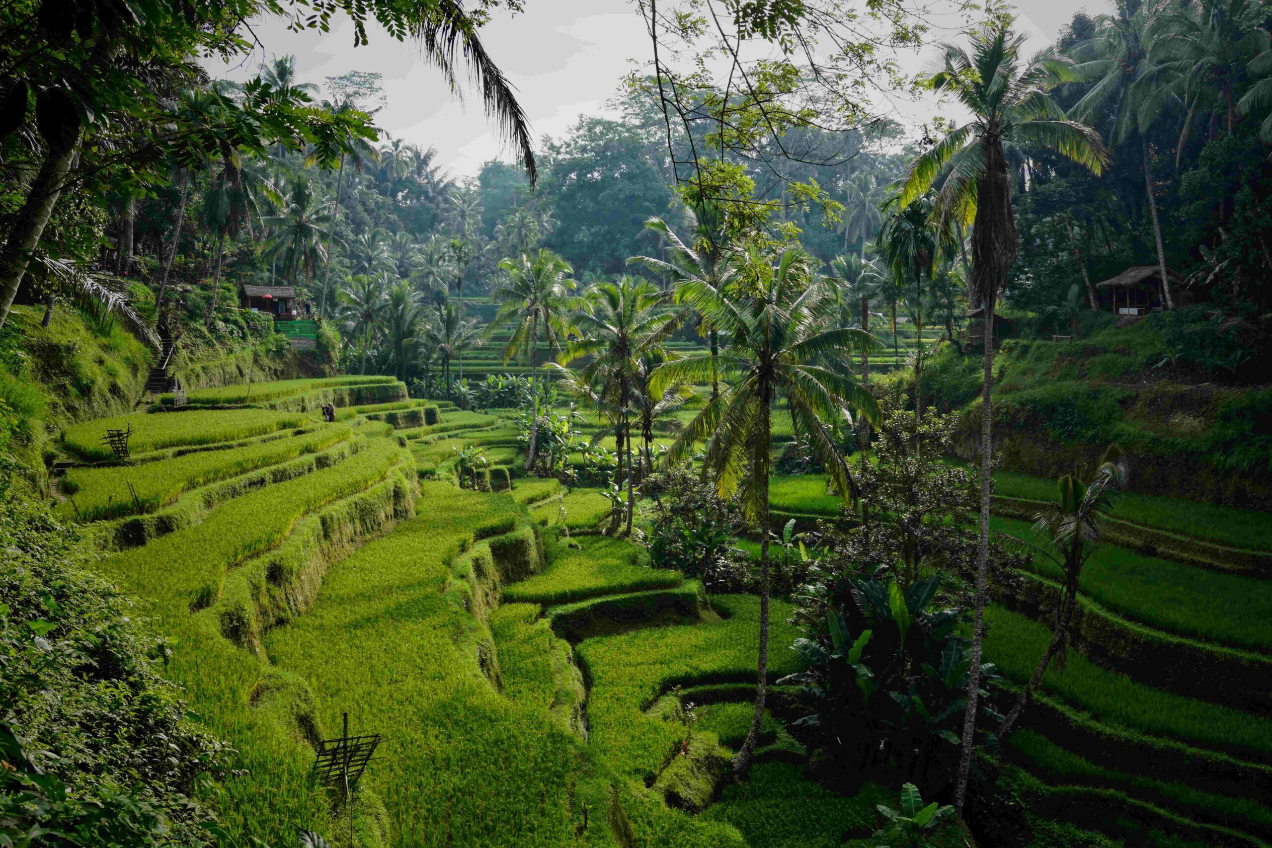 ¿Qué ver y hacer en un viaje a Indonesia? - Passporter Blog ¿Qué ver y hacer en un viaje a Indonesia? - Passporter Blog