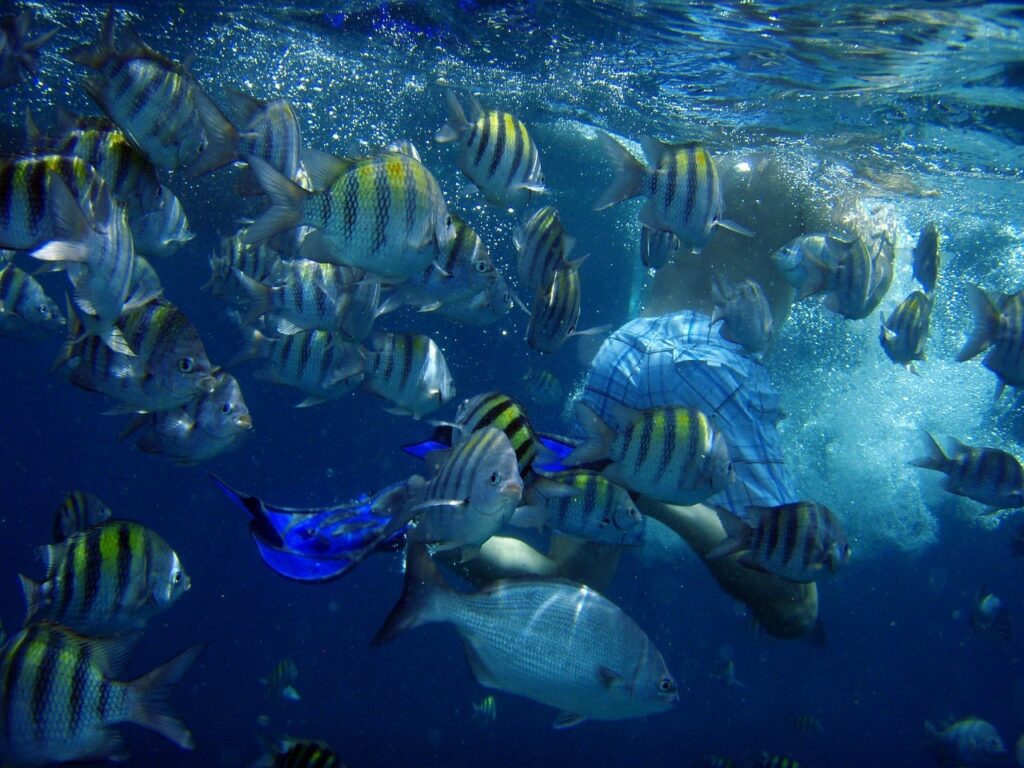 ¿Qué ver y hacer en Roatán Honduras? - Passporter Blog