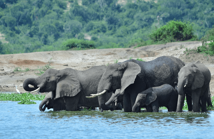 ¿Qué ver y hacer en el Parque Nacional Queen Elizabeth? - Passporter Blog