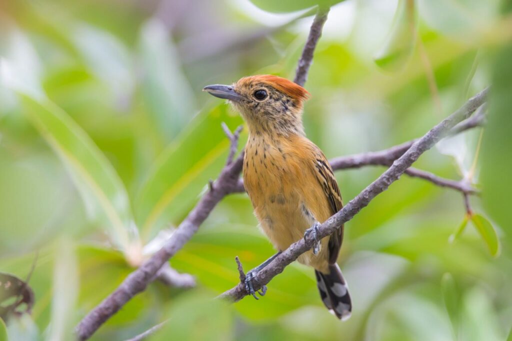 ¿Qué ver y hacer en Apure? - Passporter Blog